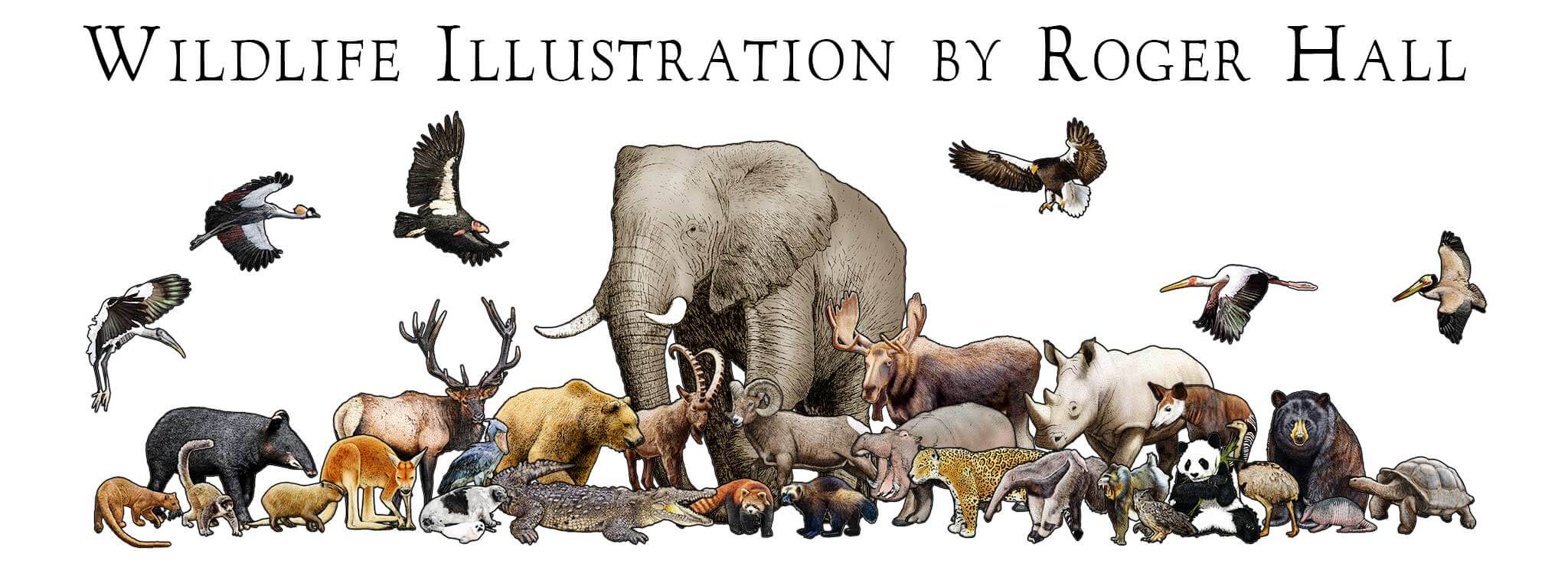 Scientific Illustration by Roger Hall – inkart